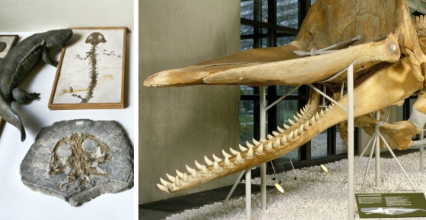 Fossielen kijken en dino's redden - Zin.nl